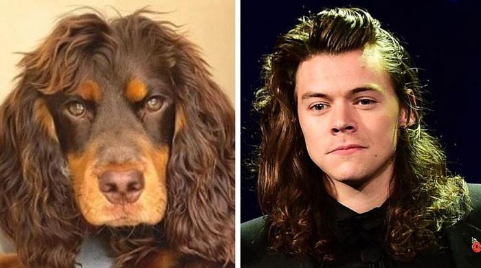 Harry Styles 'likens' to 'camera-loving' dog