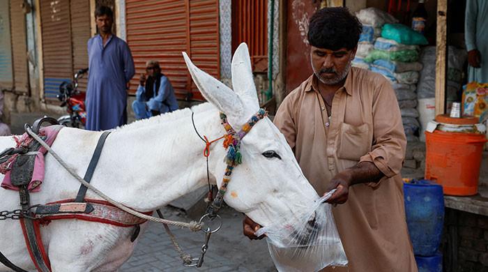 Pakistan's donkey population grows by consistent 100,000