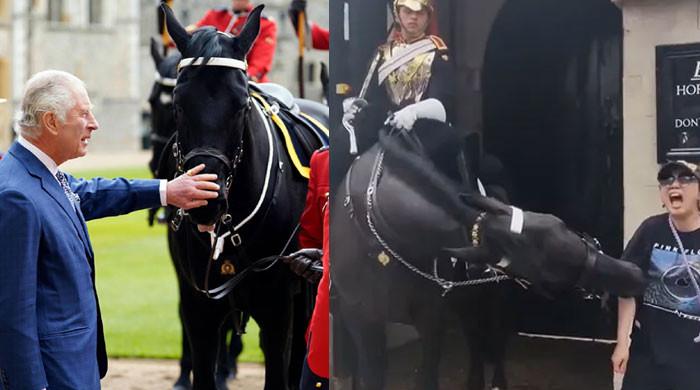 King Charles guard horse bites tourist, video goes viral