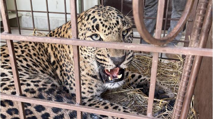 Injured female leopard rescued from AJK in 'critical condition'