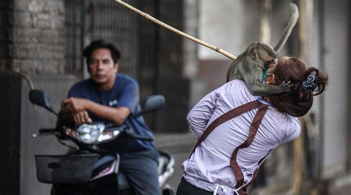 Primate pandemonium as police station comes under monkey attack
