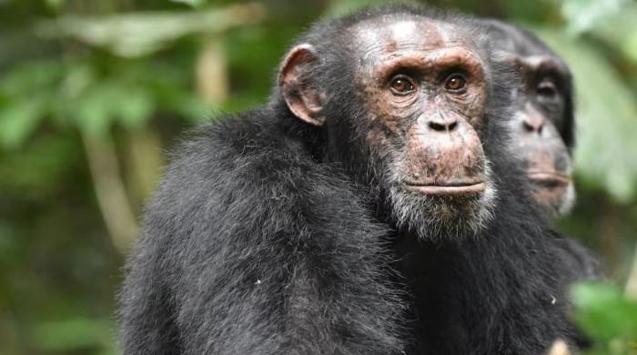 Wild chimpanzees show genetic adaptations to diverse habitats