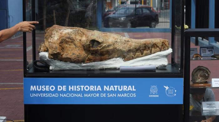 Great white shark's 9-million-year-old ancestor found in Peru