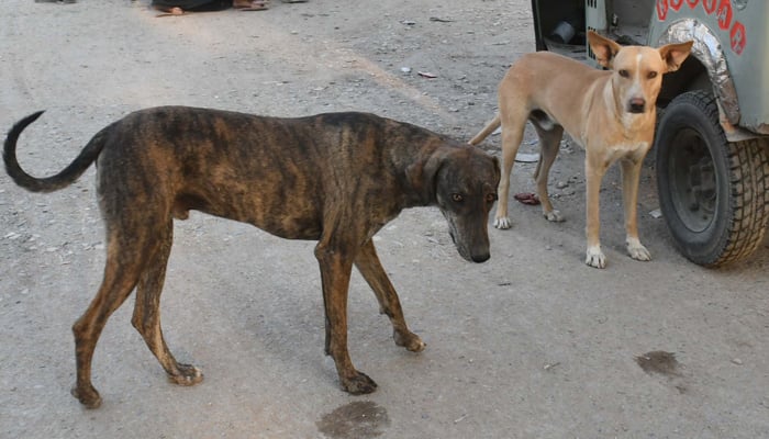 Karachi mayor calls for culling over neutering to curb dog bite cases